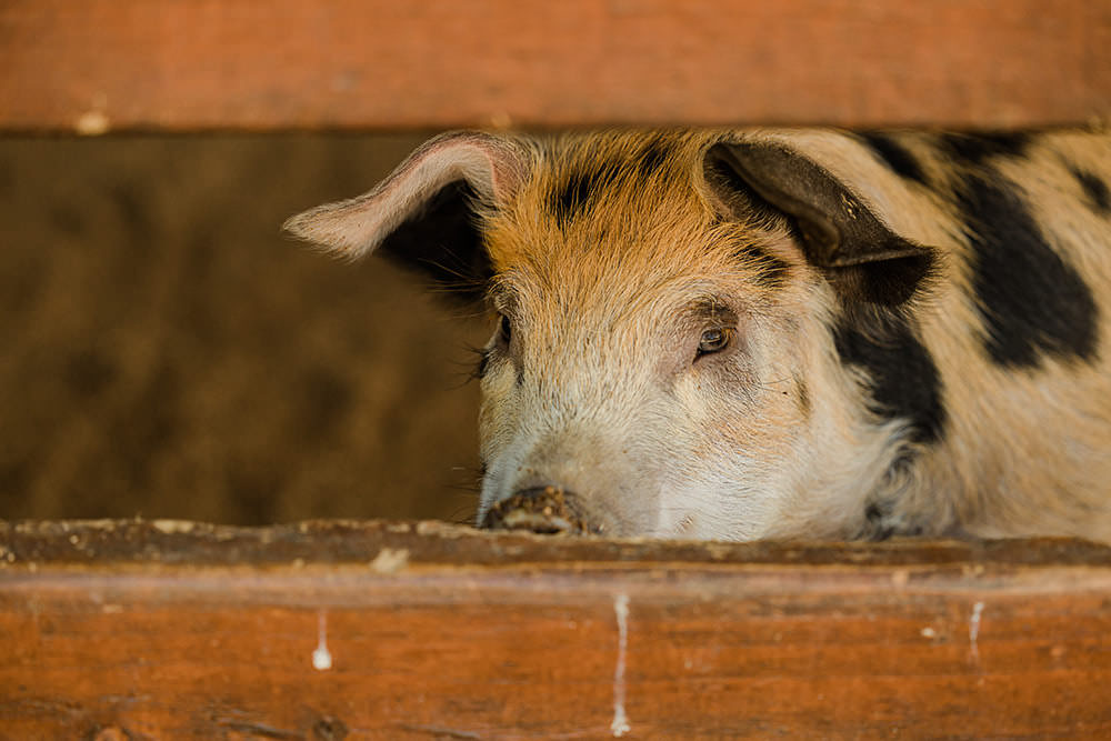 Swans Trail Farms | Snohomish Pumpkin Patch, Apple Orchard & Event Venue